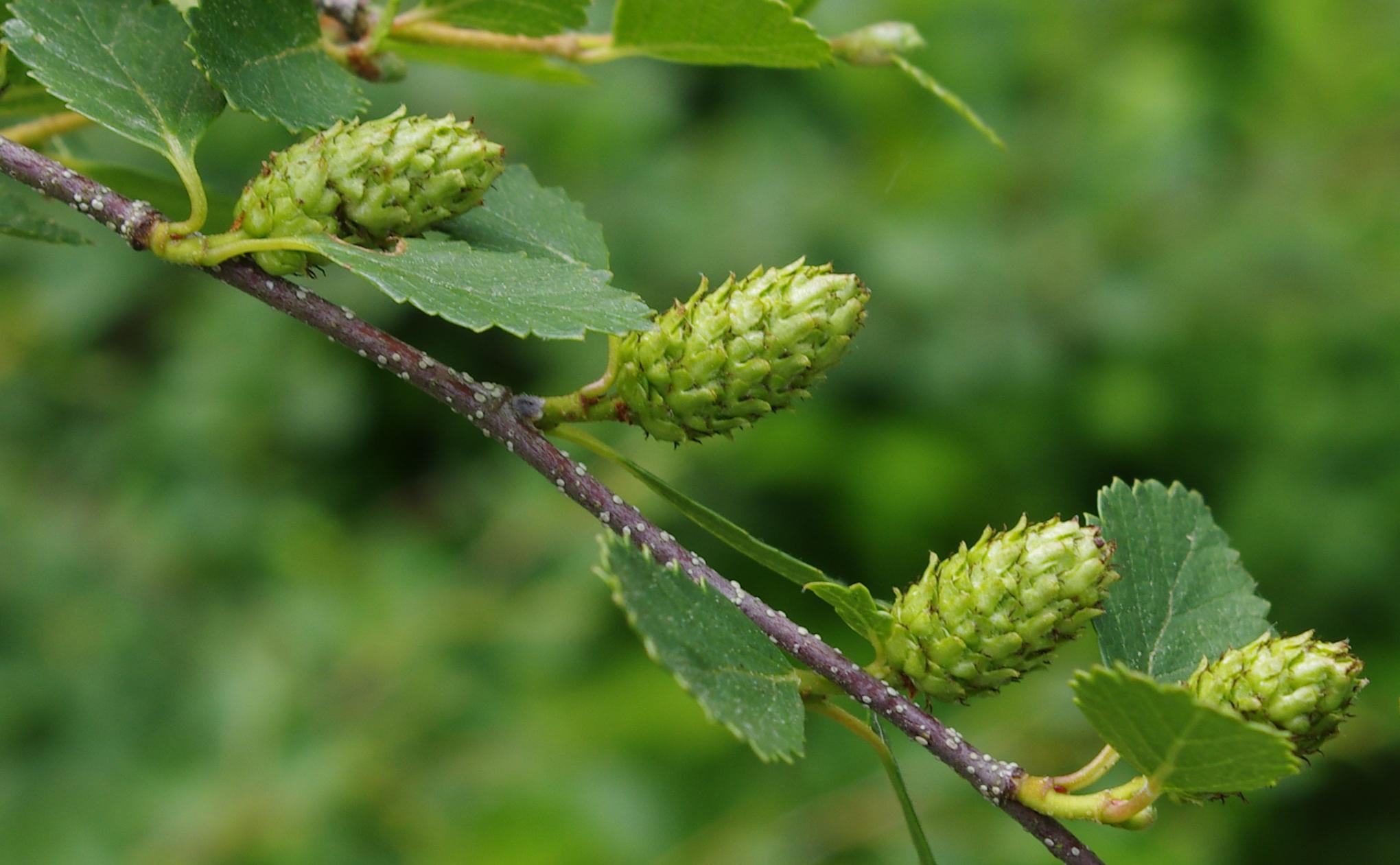 Resin birch (Betula glandulosa) Care Guide: Pests, Diseases, Watering ...