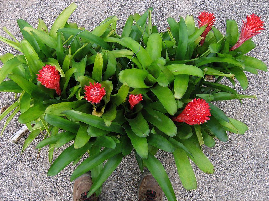 Flaming torch (Billbergia pyramidalis) Care Guide: Pests, Diseases ...