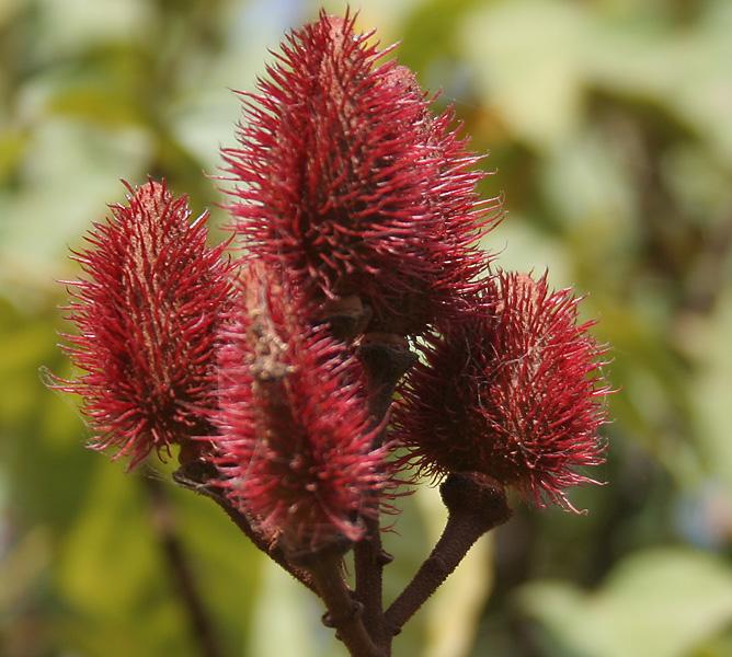 Lipstick tree (Bixa orellana) Care Guide: Pests, Diseases, Watering ...
