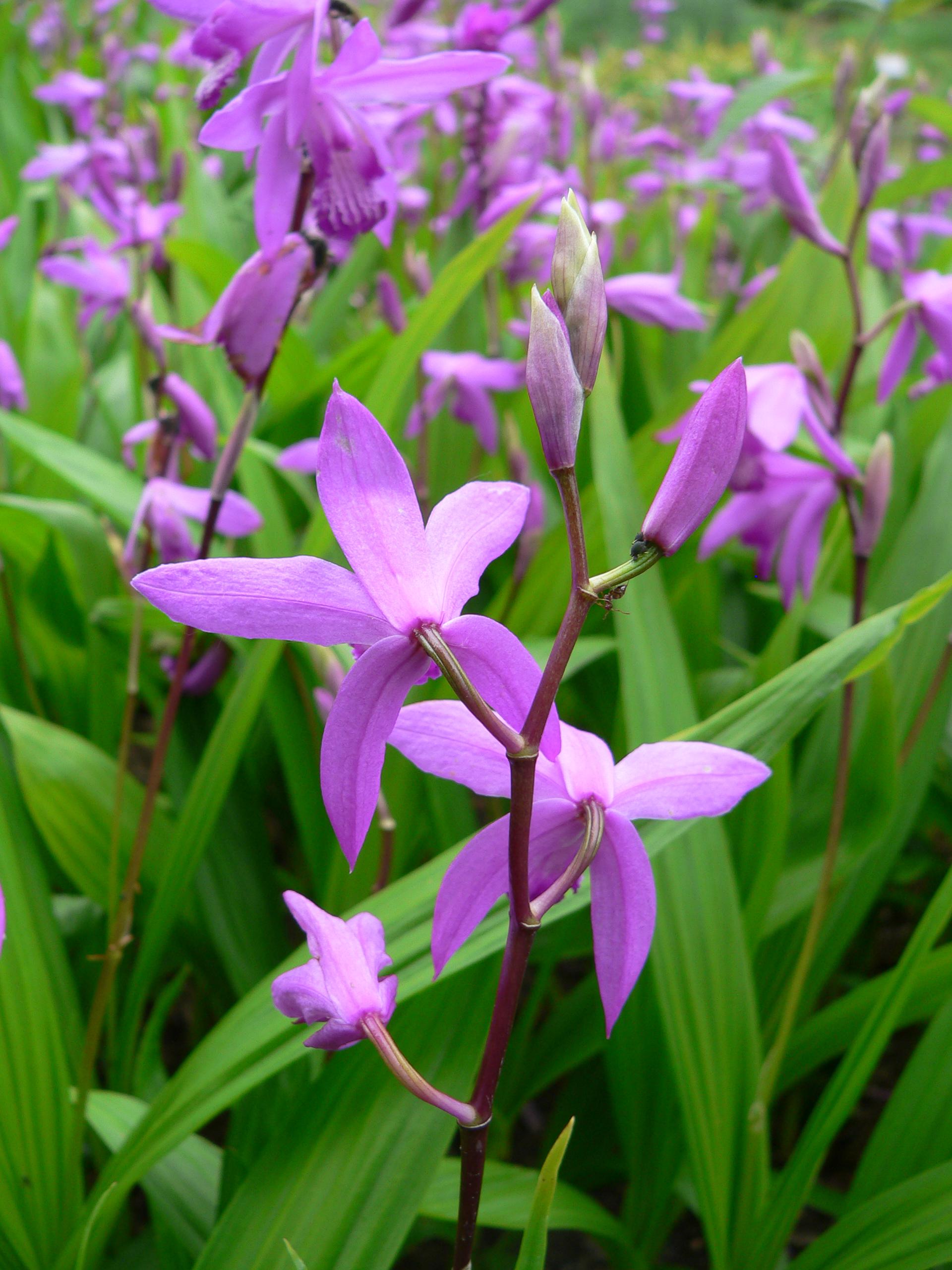 Chinese ground orchid (Bletilla striata) Care Guide: Pests, Diseases ...