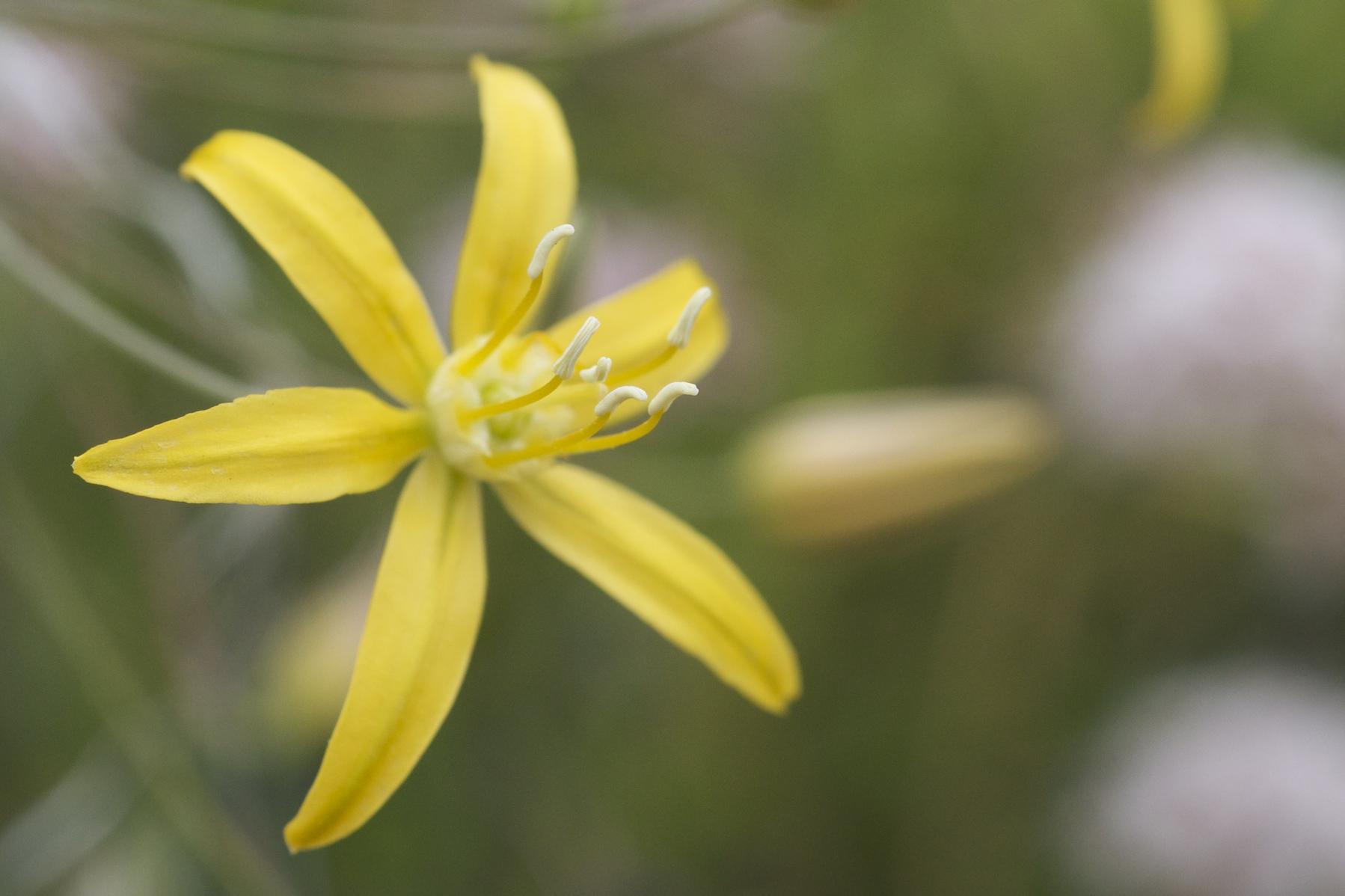Aretillo amarillo (Bloomeria crocea) Care Guide: Pests, Diseases ...