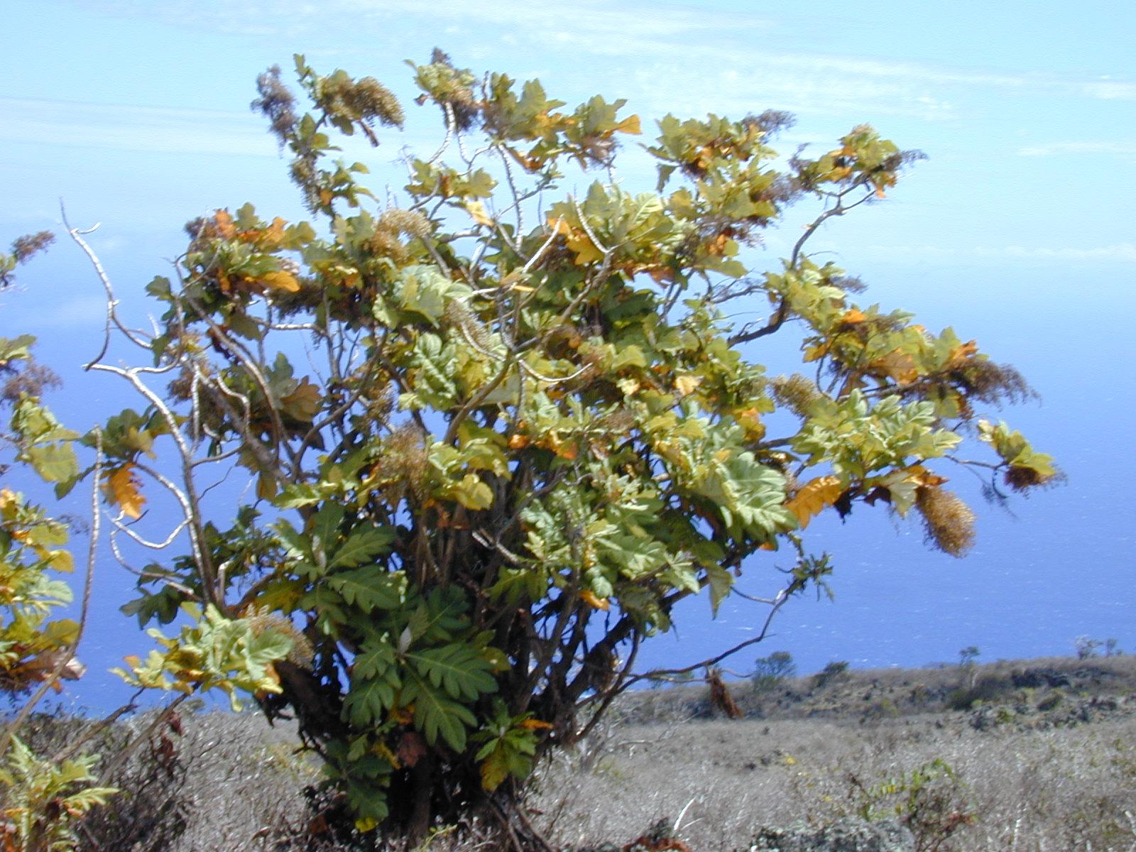 Parrot-weed (Bocconia frutescens) Care Guide: Pests, Diseases, Watering ...
