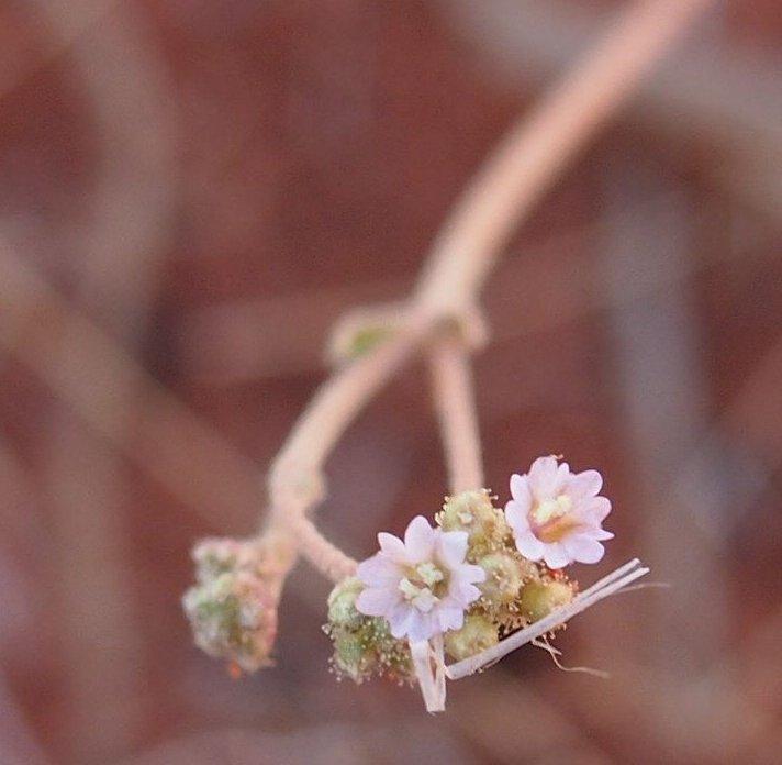 Scarlet spiderling (Boerhavia coccinea) Care Guide: Pests, Diseases ...