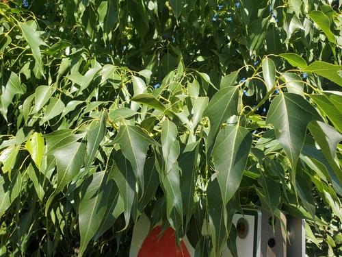 Kurrajong (Brachychiton populneus) Care Guide: Pests, Diseases ...
