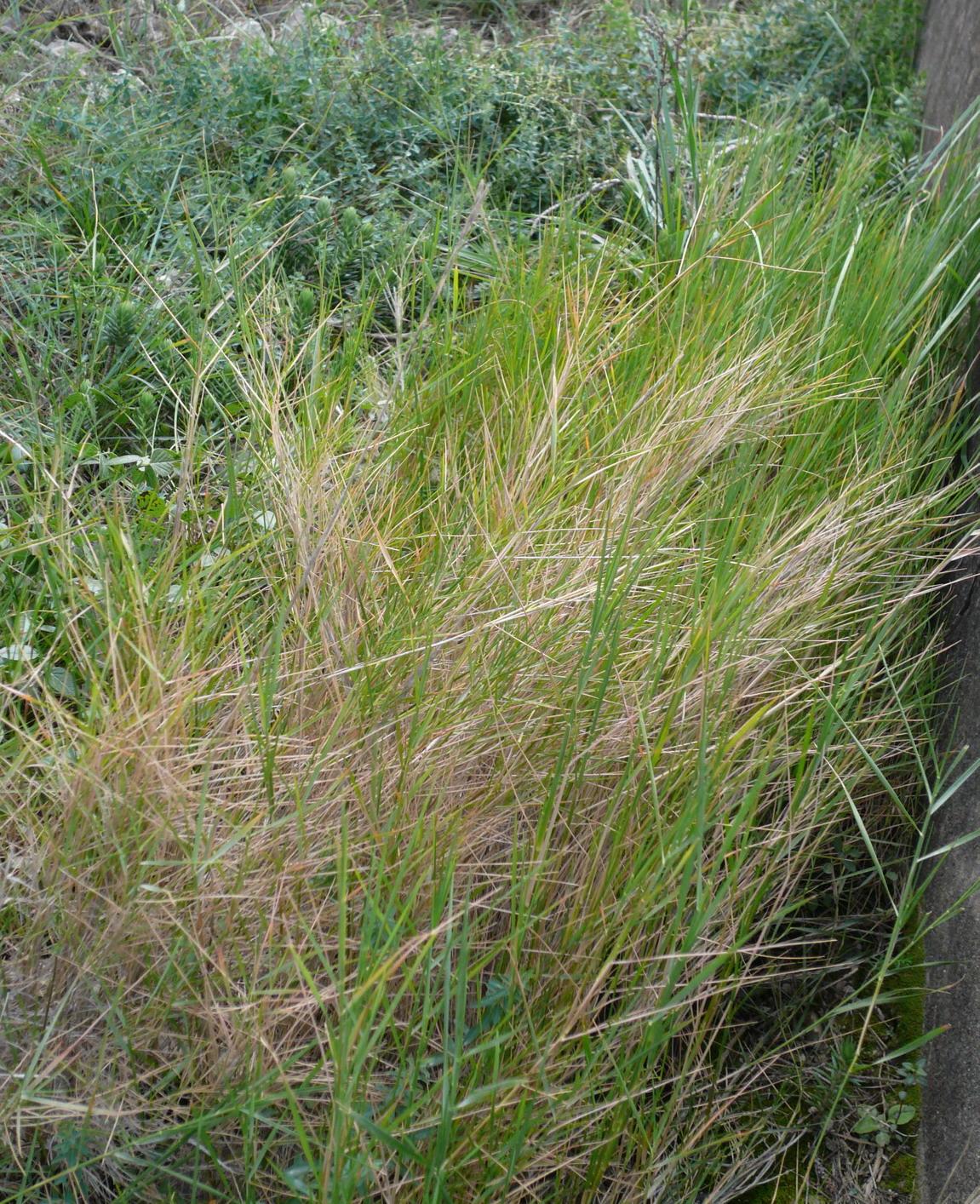Ramose false brome (Brachypodium retusum) Care Guide: Pests, Diseases ...