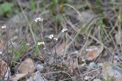 Low braya (Braya humilis) Care Guide: Pests, Diseases, Watering ...