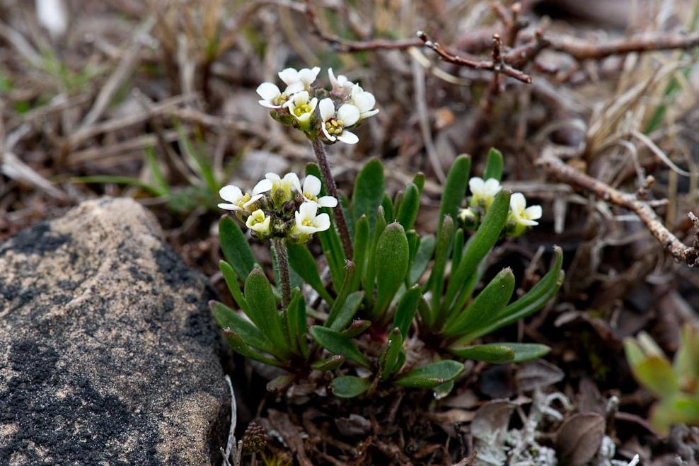 How to identify Long's northern rockcress (Braya longii) | PlantJoy