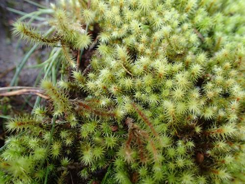 Breutelia pendula (Breutelia pendula) Care Guide: Pests, Diseases ...