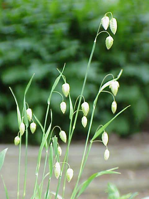 Quaking grasses (Briza) (Briza) Care Guide: Pests, Diseases, Watering ...