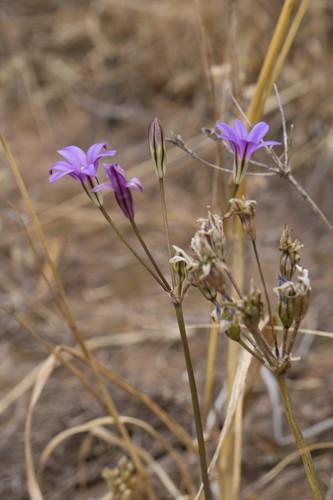 San clemente island brodiaea (Brodiaea kinkiensis) Care Guide: Pests ...