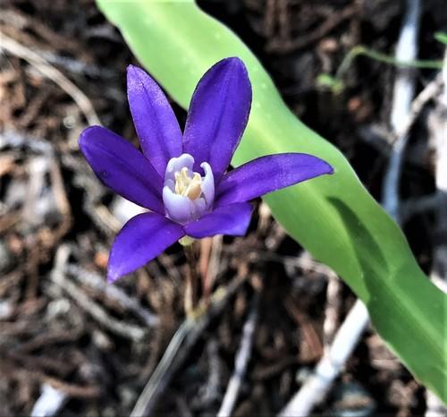 Starflower brodiaea (Brodiaea stellaris) Care Guide: Pests, Diseases ...