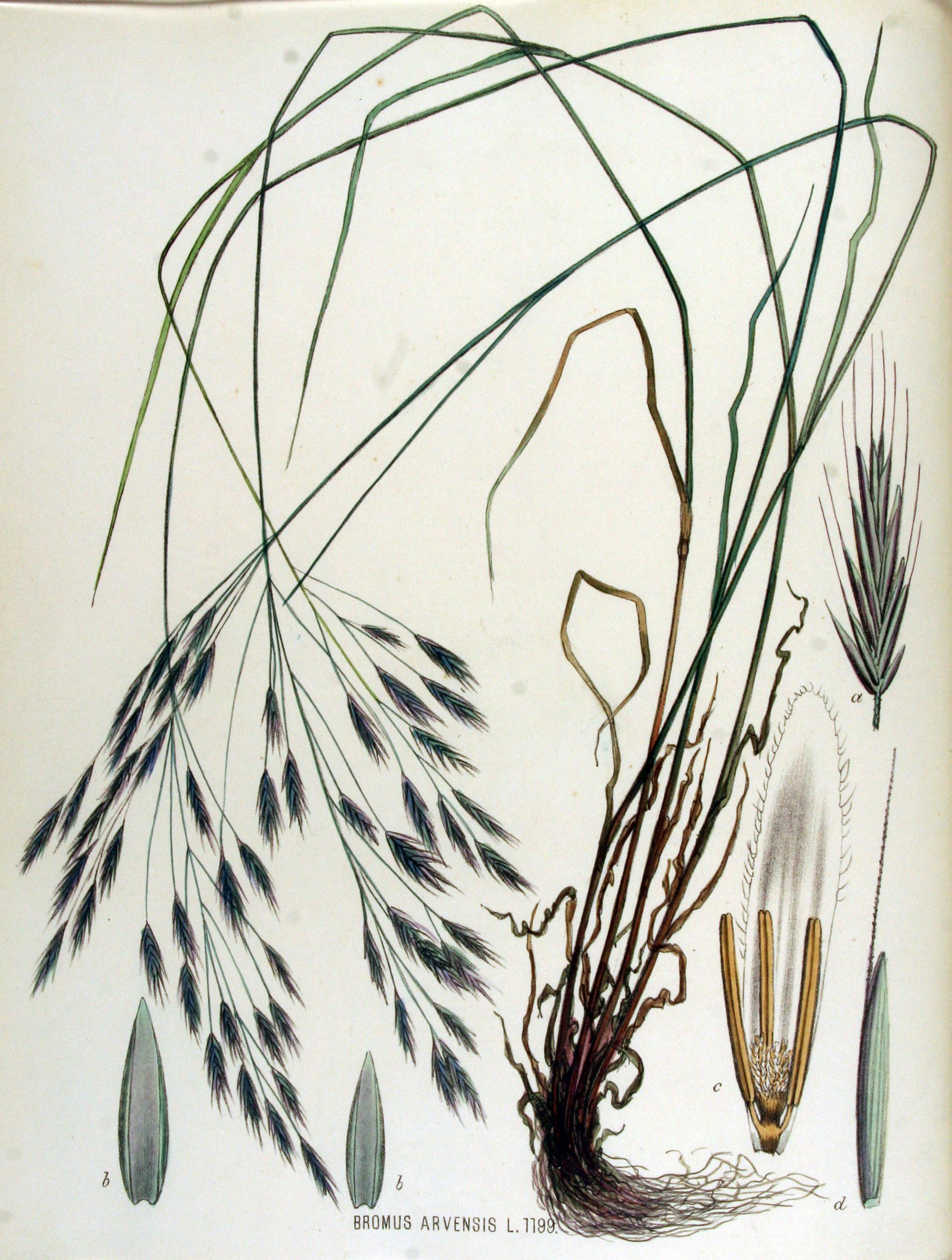 Field brome (Bromus arvensis) Care Guide: Pests, Diseases, Watering ...