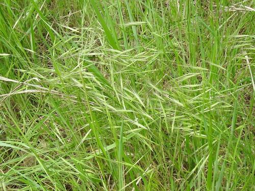 Red brome (Bromus rigidus) Care Guide: Pests, Diseases, Watering ...
