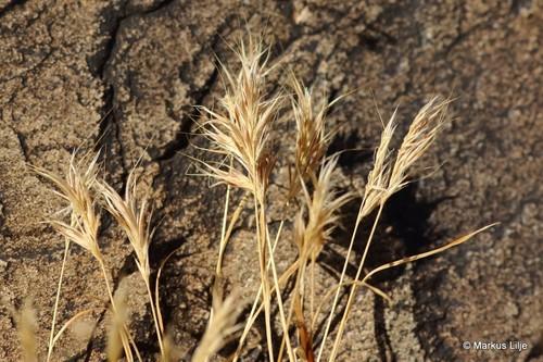 Red brome (Bromus rubens) Care Guide: Pests, Diseases, Watering ...