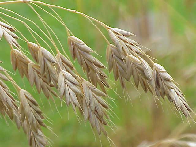 Rye brome (Bromus secalinus) Care Guide: Pests, Diseases, Watering ...