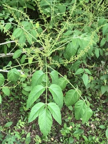 Java brucea (Brucea javanica) Care Guide: Pests, Diseases, Watering ...