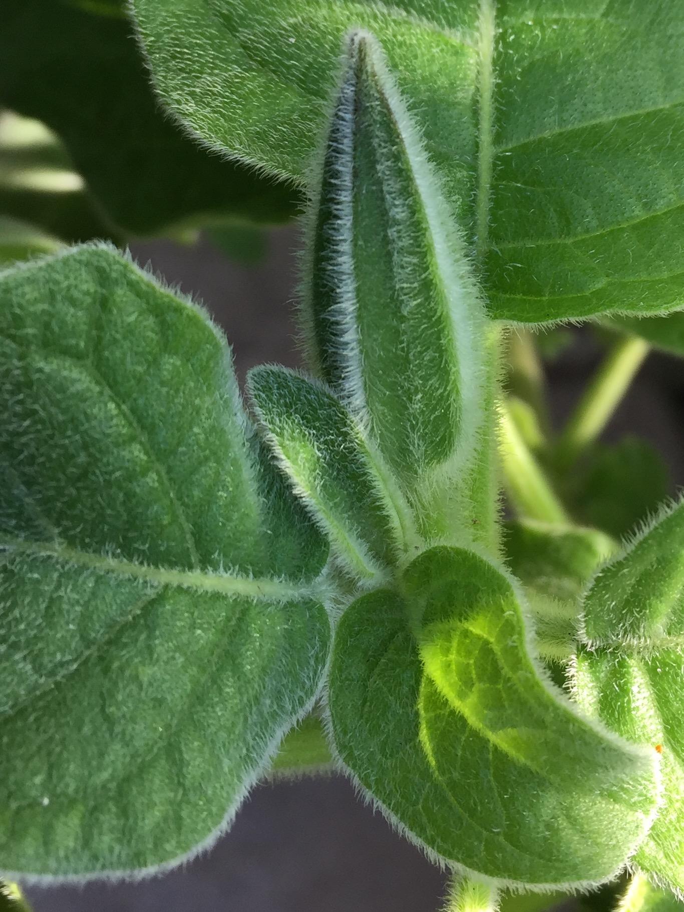 How to Transplant Red angel's trumpet: Complete Transplanting Guide ...
