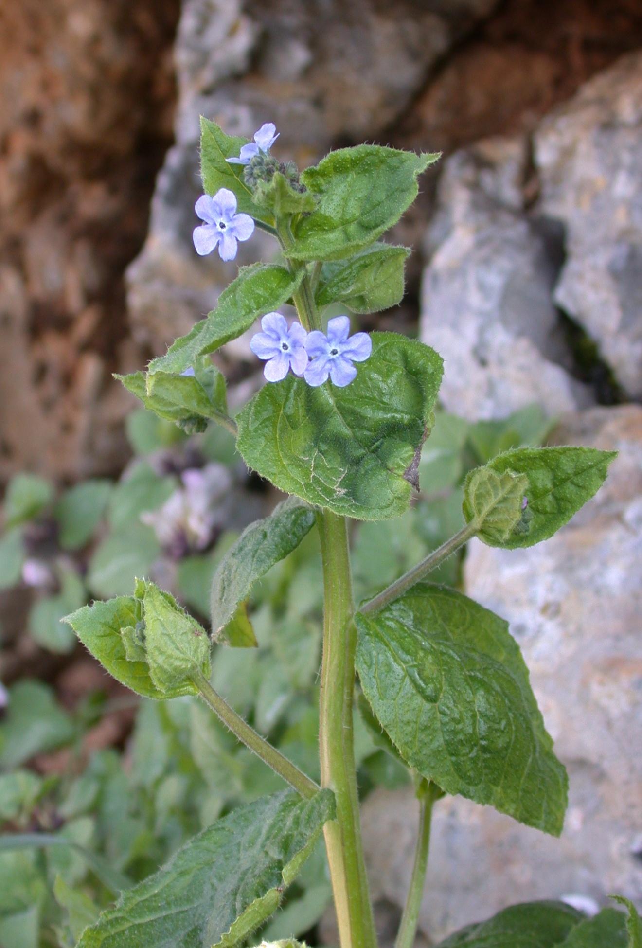 Brunnera (Brunnera) (Brunnera) Care Guide: Pests, Diseases, Watering ...