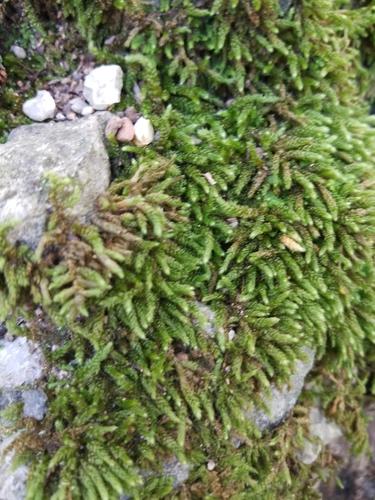 Spoon-leaved moss (Bryoandersonia illecebra) Care Guide: Pests ...