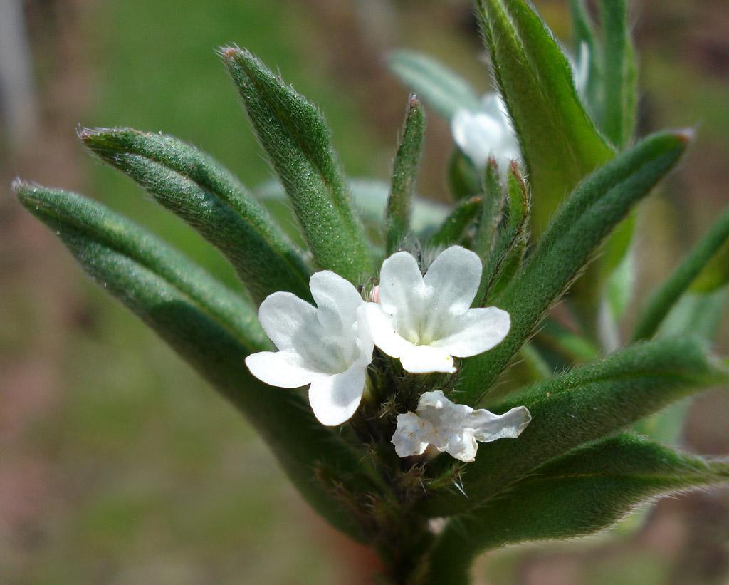 Corn gromwell (Buglossoides arvensis) Care Guide: Pests, Diseases ...