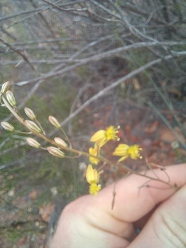 Bulb-shaped tuber (Bulbine) (Bulbine) Care Guide: Pests, Diseases ...