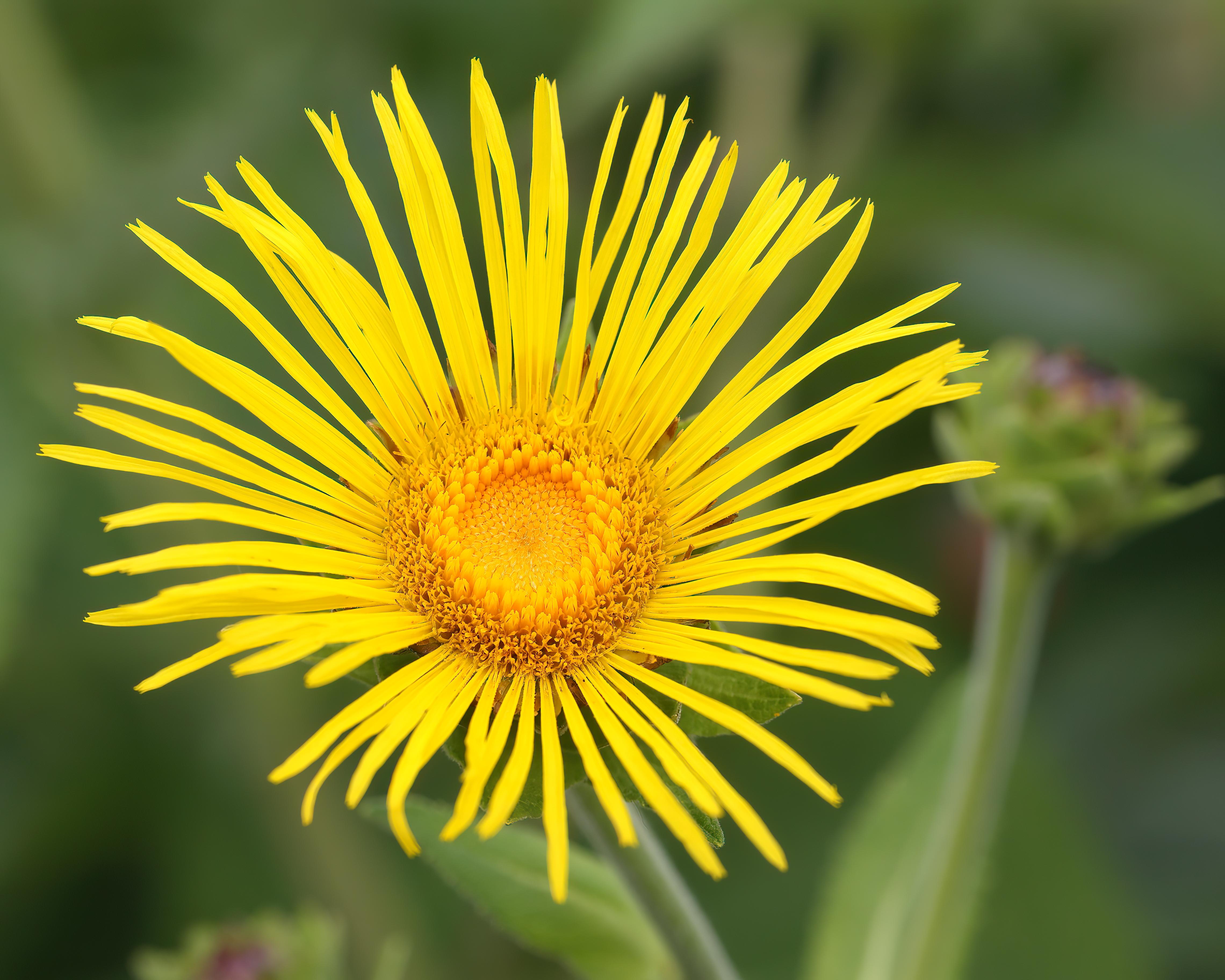 Yellow ox-eye (Buphthalmum salicifolium) Care Guide: Pests, Diseases ...