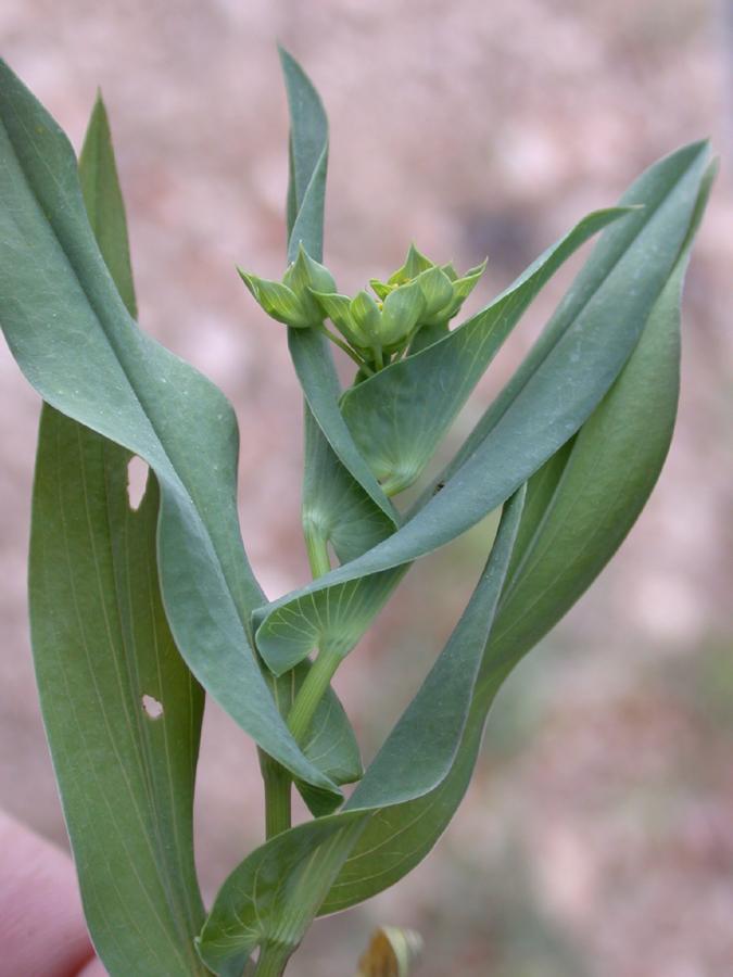 Lanceleaf thorow wax (Bupleurum lancifolium) Care Guide: Pests ...