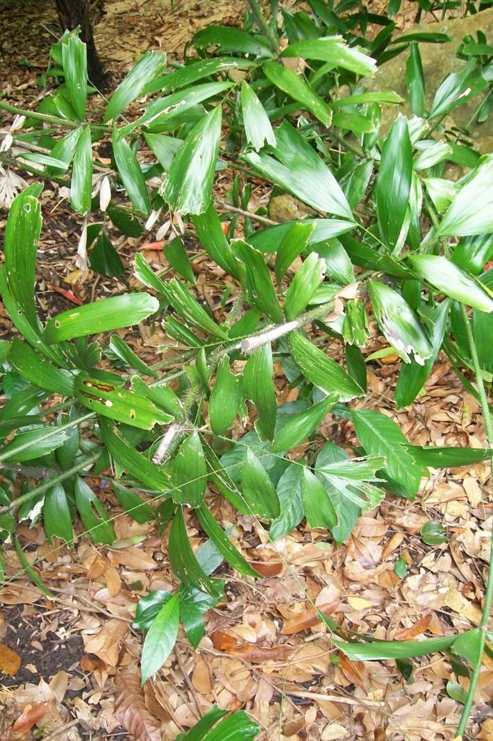 Fishtail lawyer cane (Calamus caryotoides) Care Guide: Pests, Diseases ...