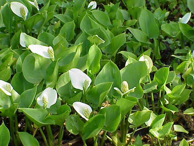 Bog arum (Calla) (Calla) Care Guide: Pests, Diseases, Watering ...