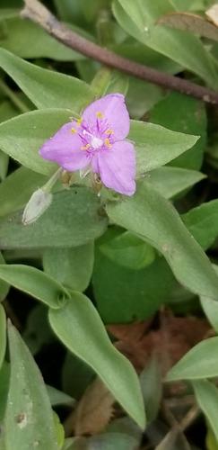 Littleflower roseling (Callisia micrantha) Care Guide: Pests, Diseases ...