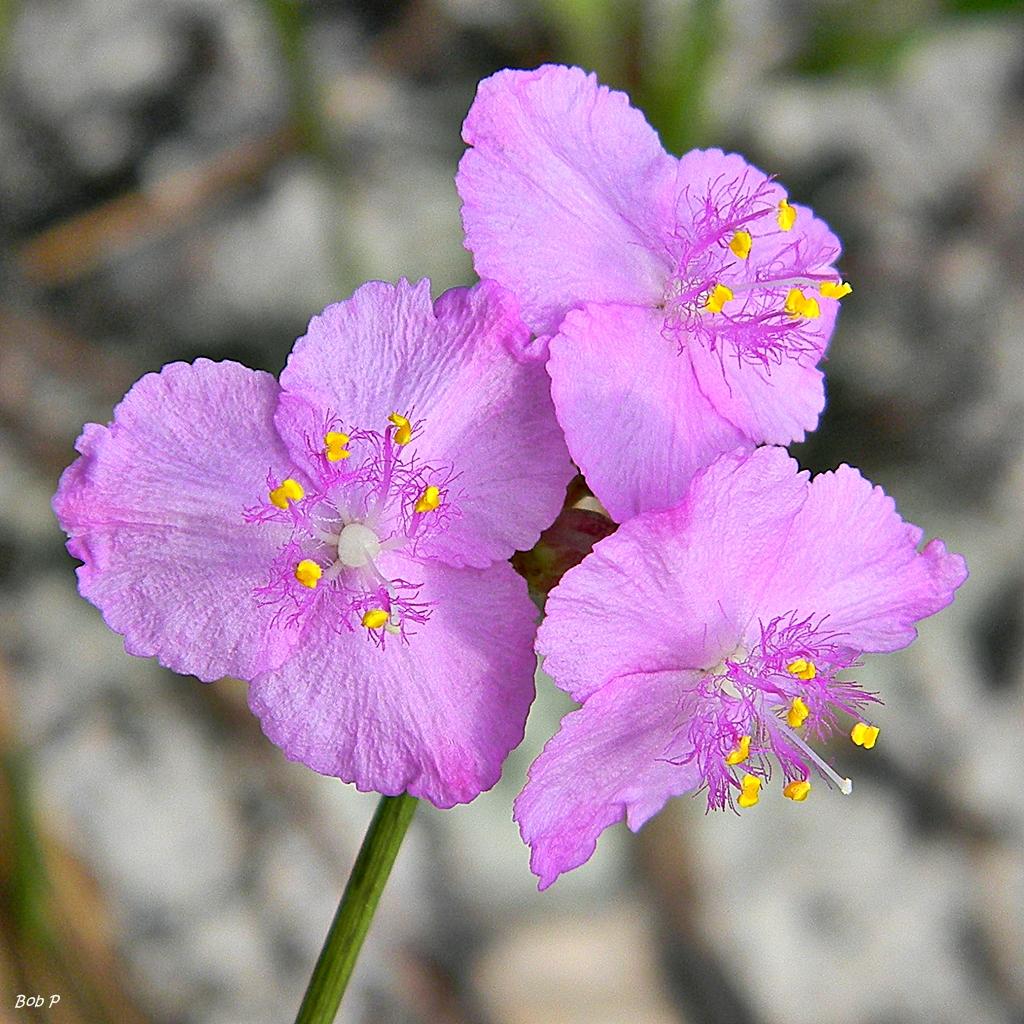 Florida scrub roseling (Callisia ornata) Care Guide: Pests, Diseases ...