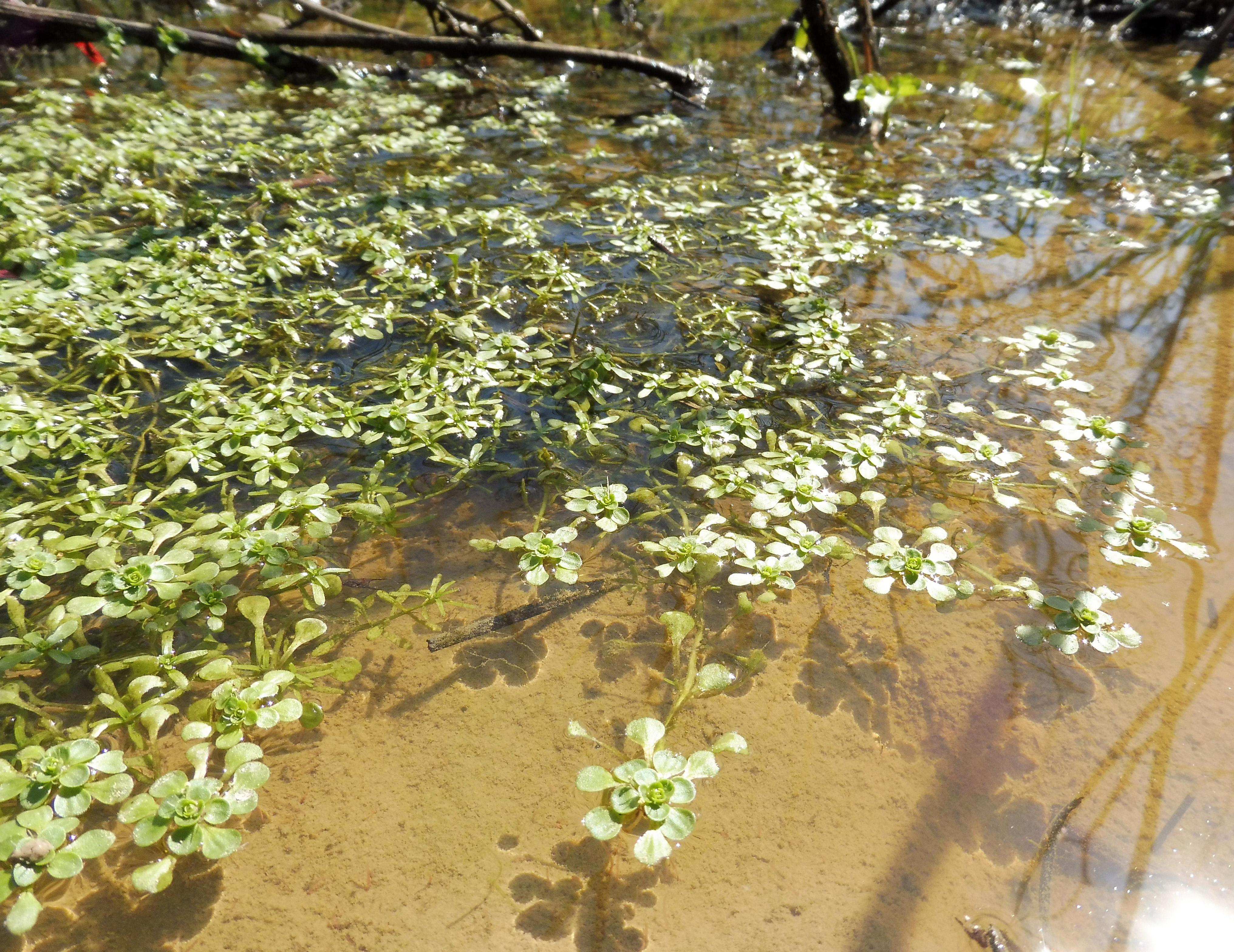Bolander's water-starwort (Callitriche heterophylla) Care Guide: Pests ...