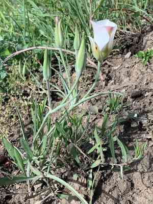 Sego Lily (Calochortus nuttallii) Care Guide: Pests, Diseases, Watering ...