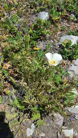 Sego Lily (Calochortus nuttallii) Care Guide: Pests, Diseases, Watering ...
