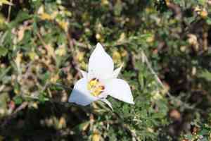Sego Lily (Calochortus nuttallii) Care Guide: Pests, Diseases, Watering ...