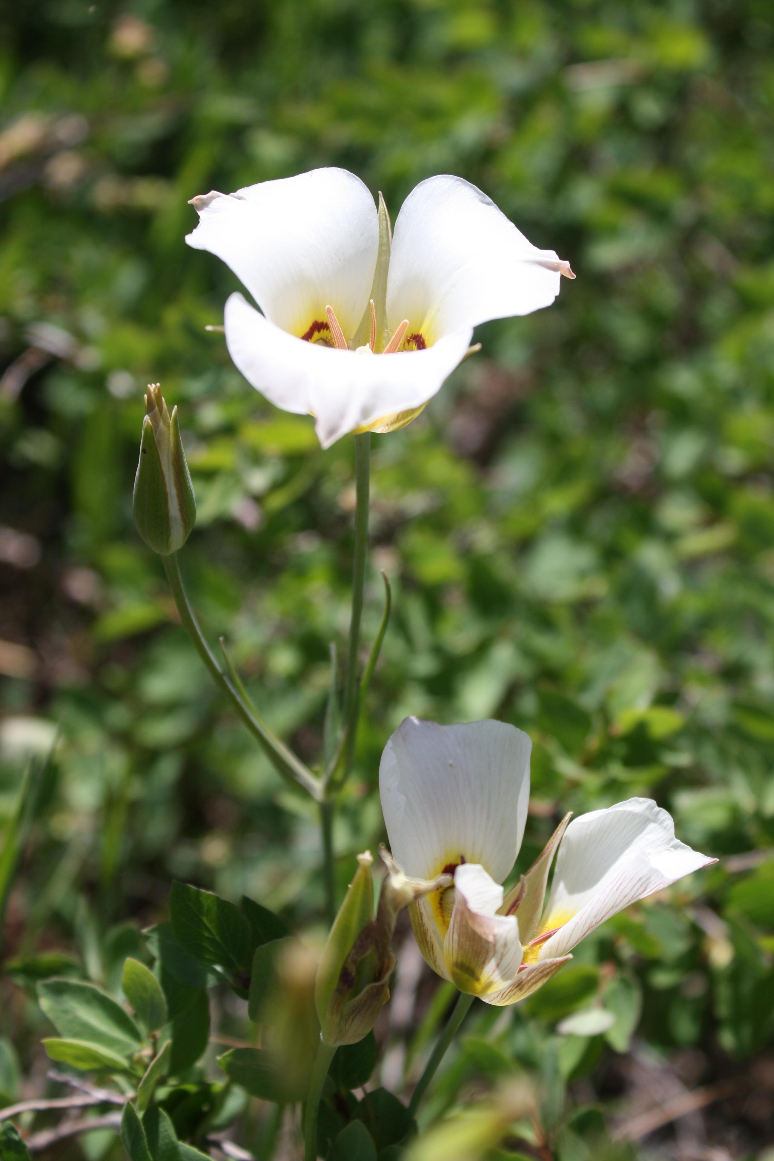 Sego Lily (Calochortus nuttallii) Care Guide: Pests, Diseases, Watering ...