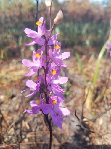 Manyflower grasspink (Calopogon multiflorus) Care Guide: Pests ...