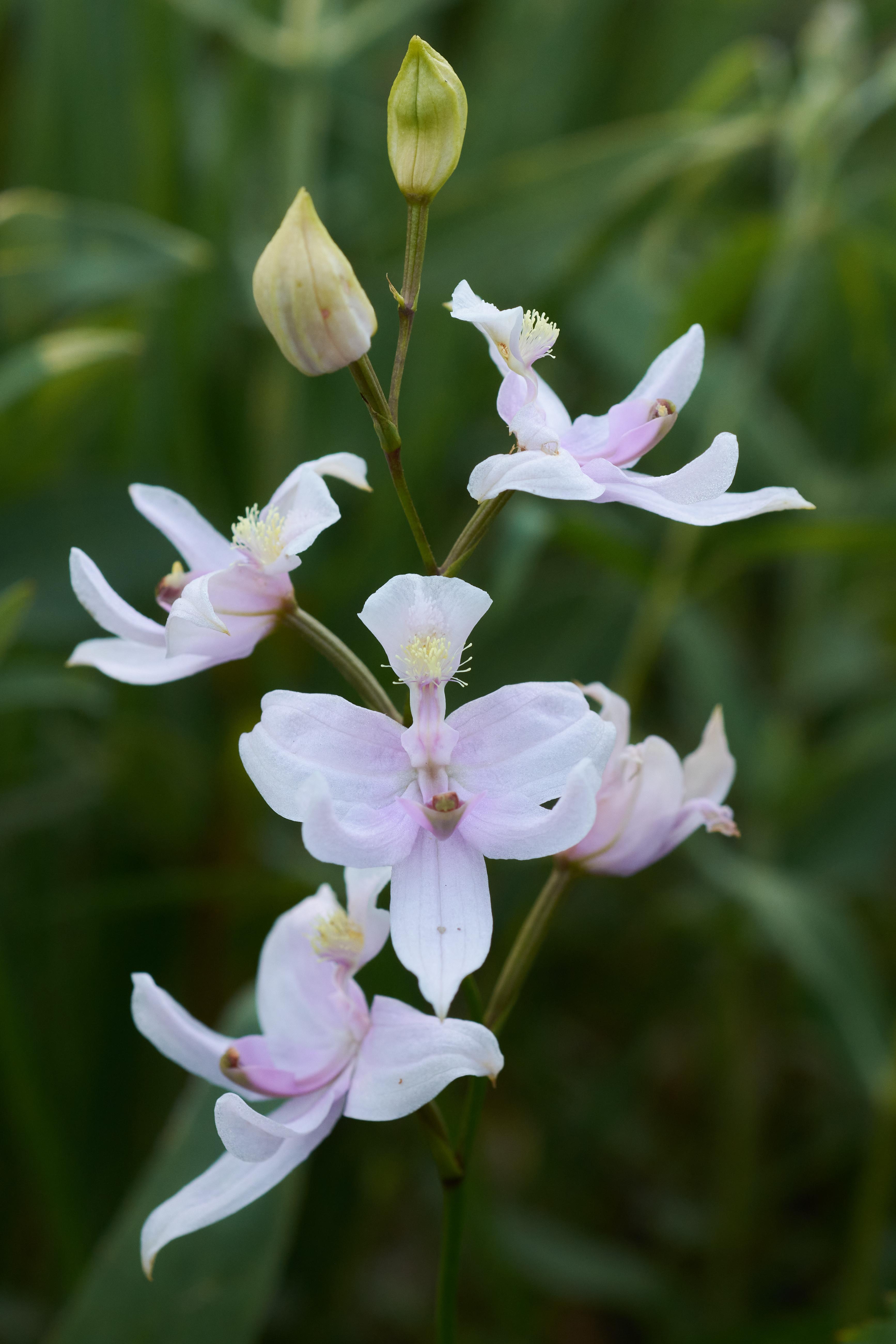 Oklahoma grasspink (Calopogon oklahomensis) Care Guide: Pests, Diseases ...