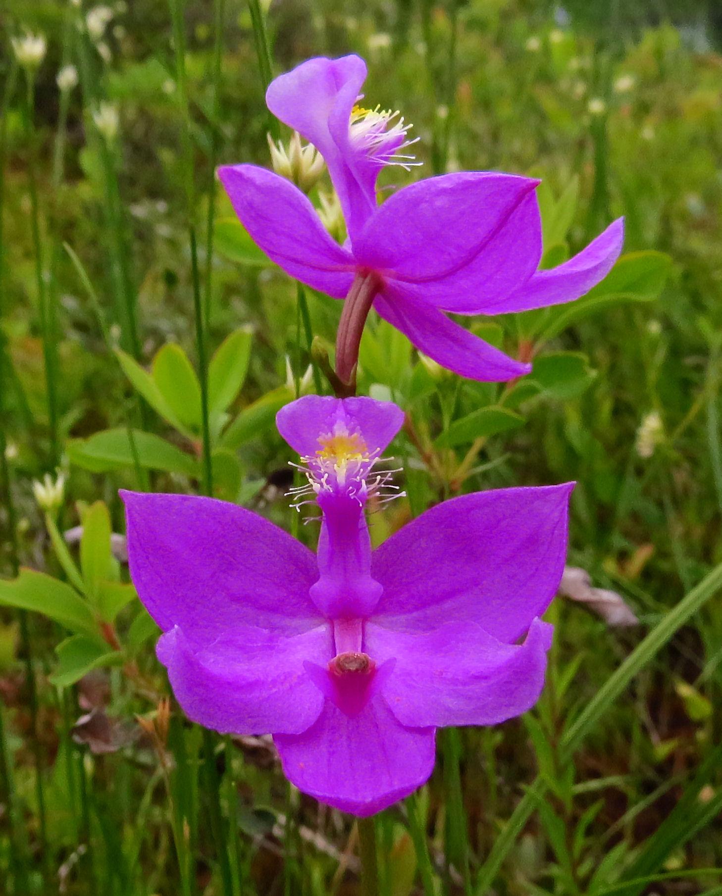 Grass pink (Calopogon) (Calopogon) Care Guide: Pests, Diseases ...