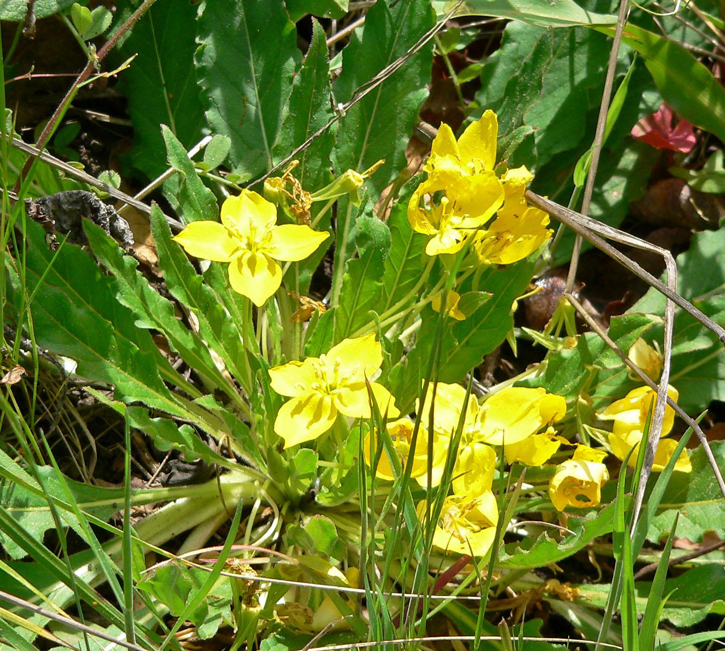 Sun cup (Camissonia ovata) Care Guide: Pests, Diseases, Watering ...