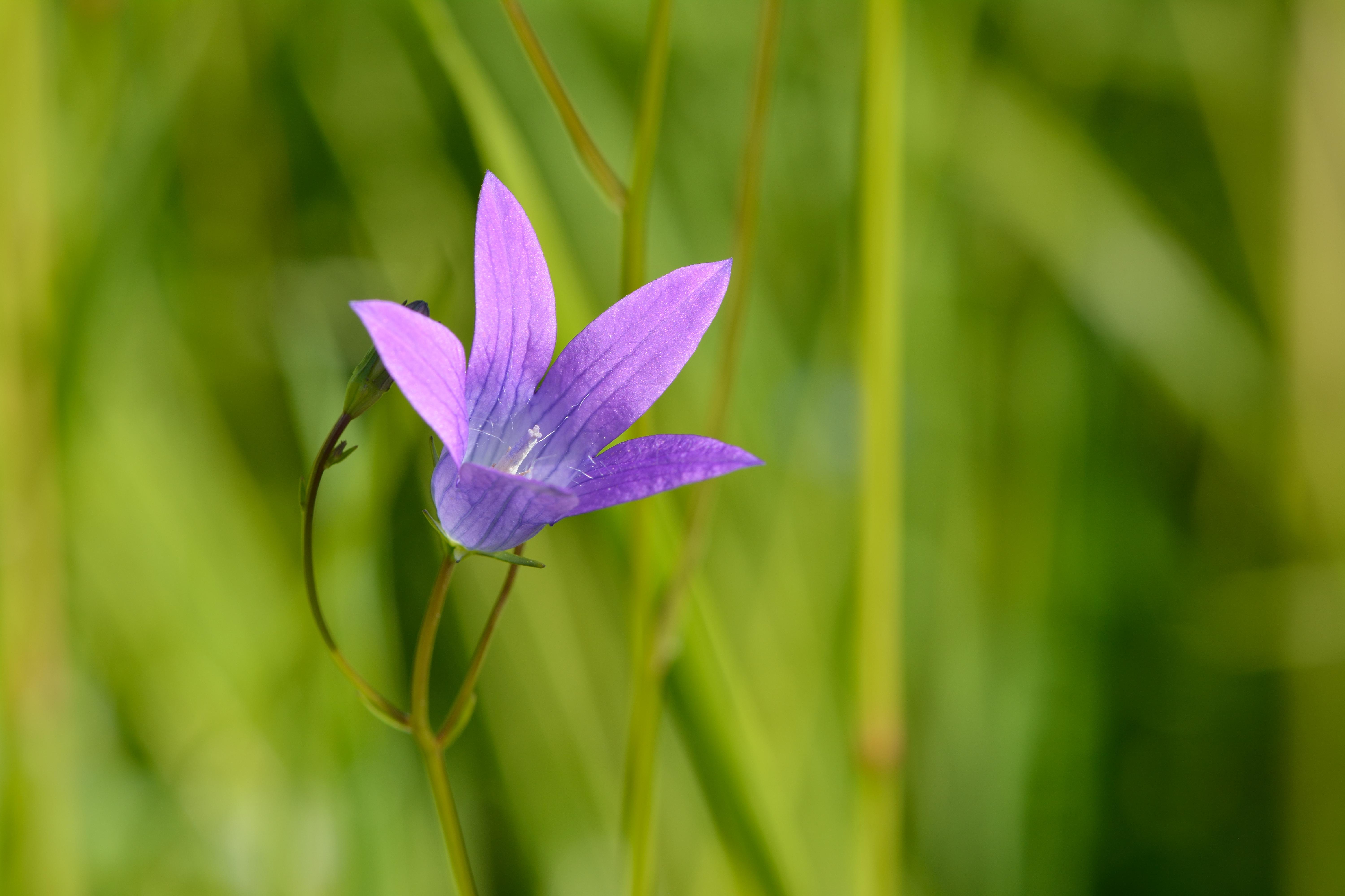 Spreading bellflower (Campanula patula) Care Guide: Pests, Diseases ...
