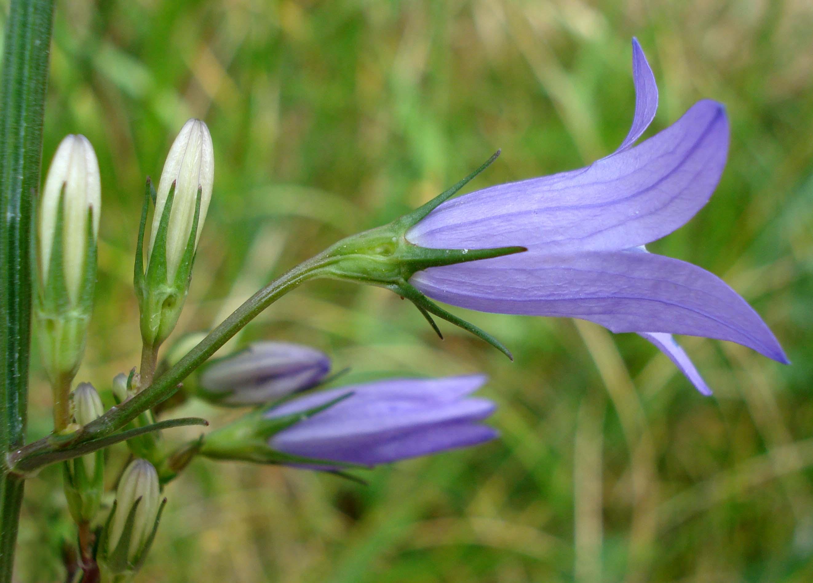 Rampion (Campanula rapunculus) Care Guide: Pests, Diseases, Watering ...