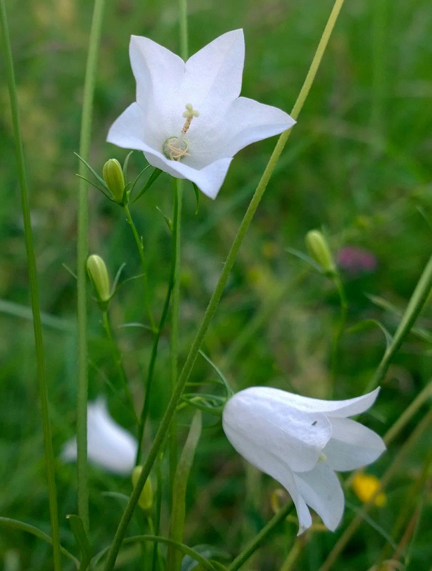 Bluebell bellflower (Campanula rotundifolia) Care Guide: Pests ...