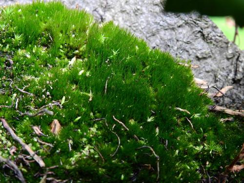 Heath star moss (Campylopus introflexus) Care Guide: Pests, Diseases ...