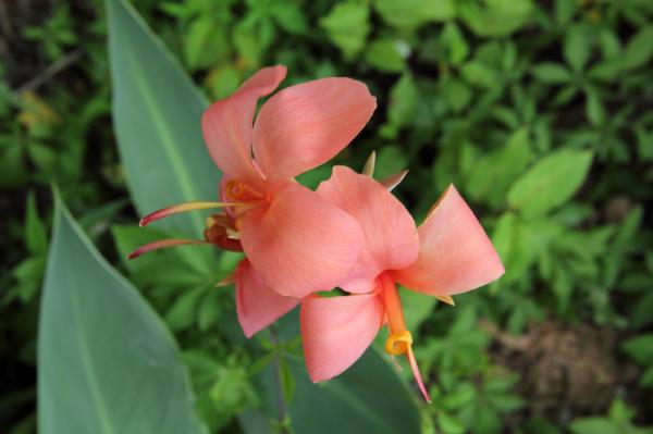 Maraca amarilla (Canna glauca) Care Guide: Pests, Diseases, Watering ...