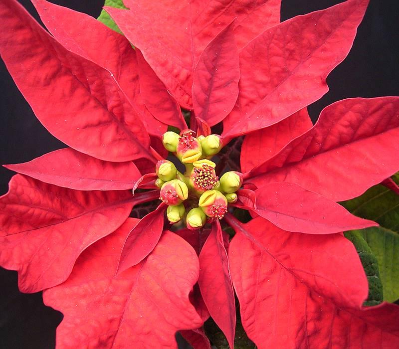 False croton (Caperonia) (Caperonia) Care Guide: Pests, Diseases ...