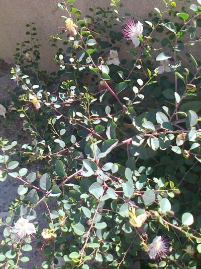 How Often Should You Water Your Caper bush? Complete Guide | ForwardPlant