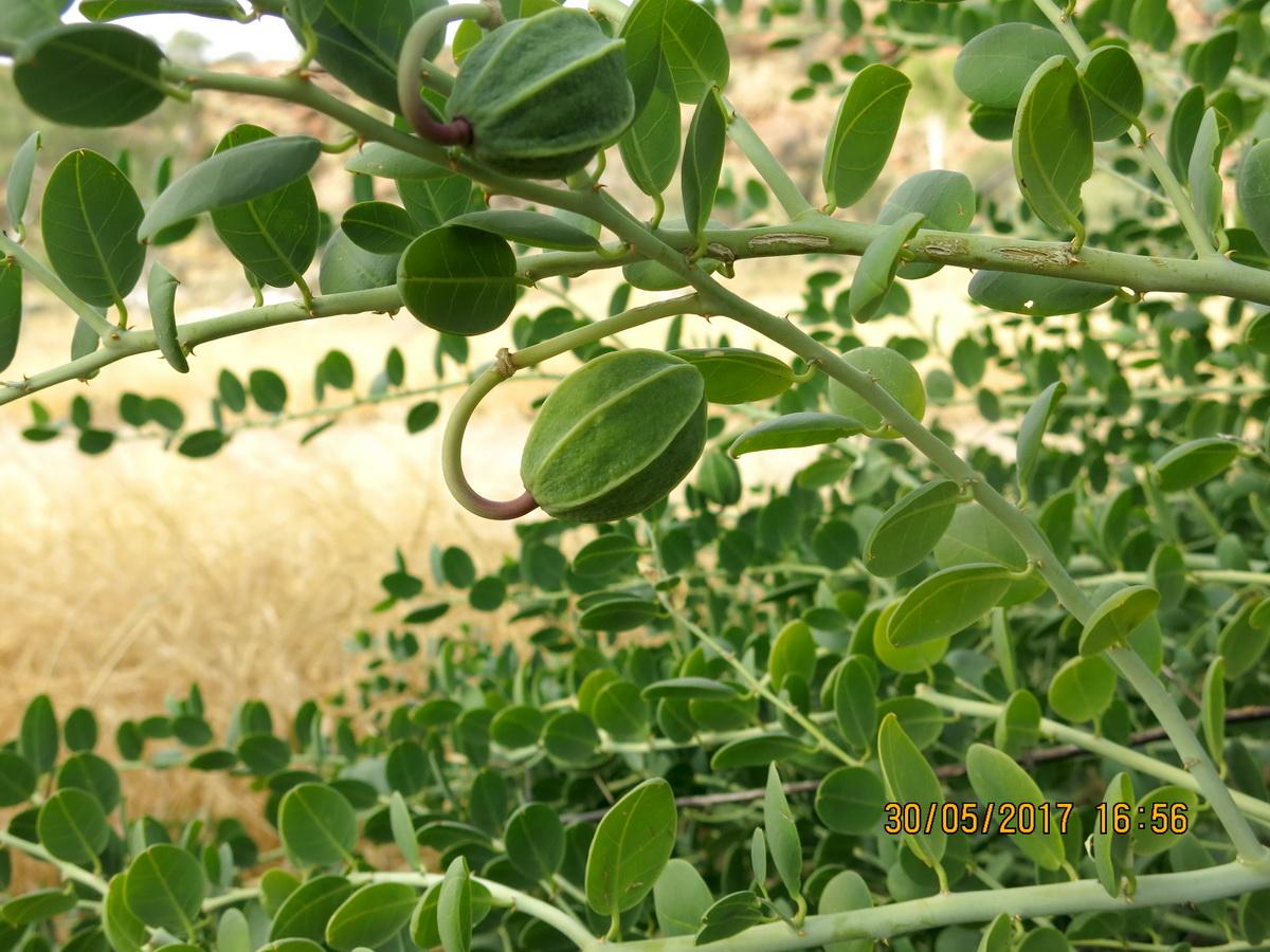 Caper shrubs (Capparis) (Capparis) Care Guide: Pests, Diseases ...