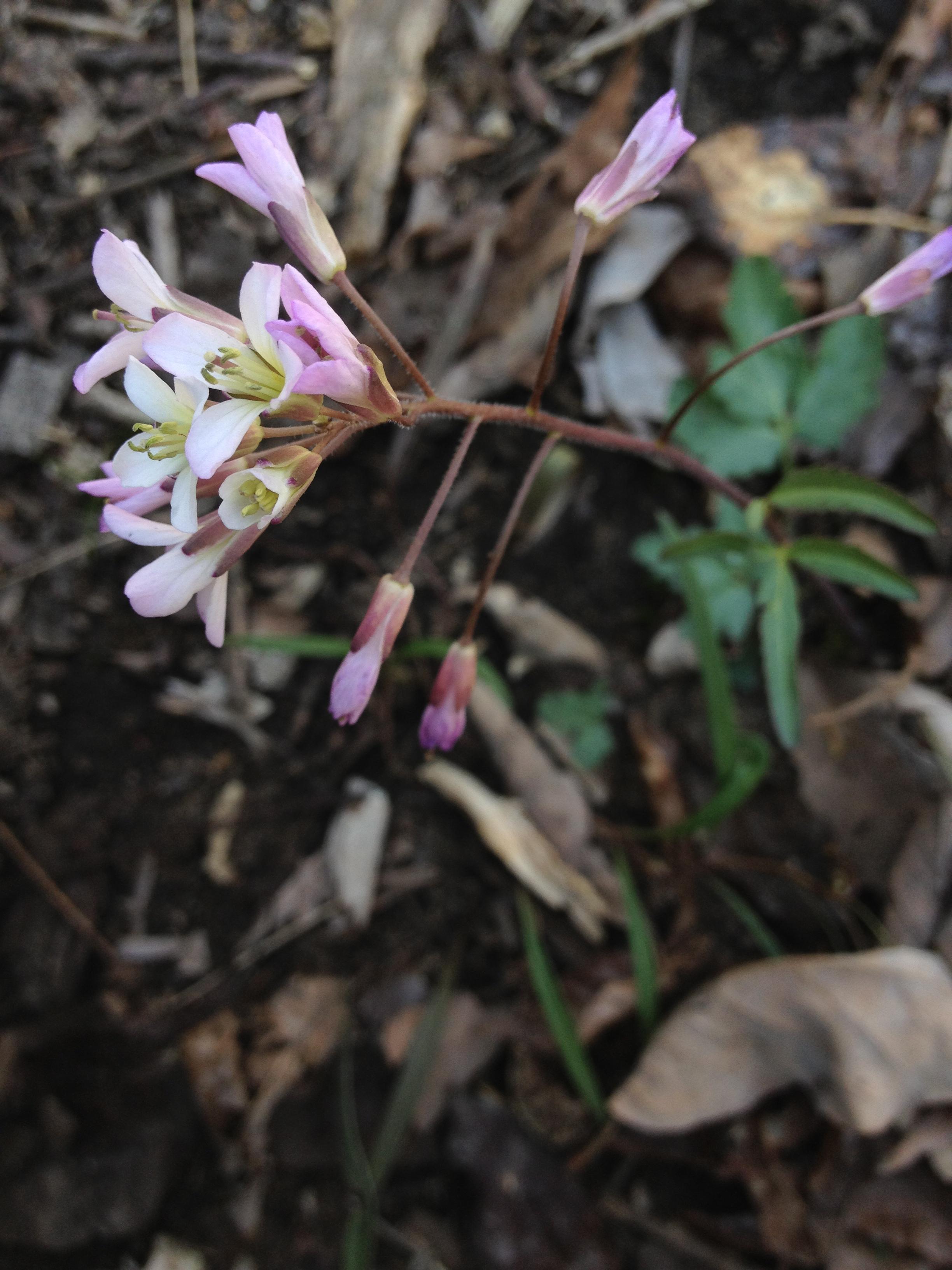 Slender toothwort (Cardamine angustata) Care Guide: Pests, Diseases ...