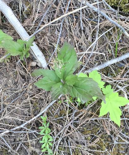 Constance's bittercress (Cardamine constancei) Care Guide: Pests ...